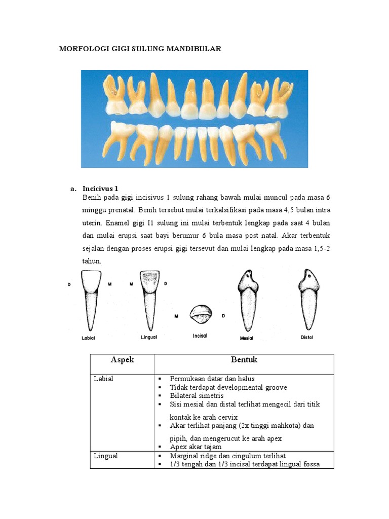 Morfologi Gigi Sulung Mandibular | PDF