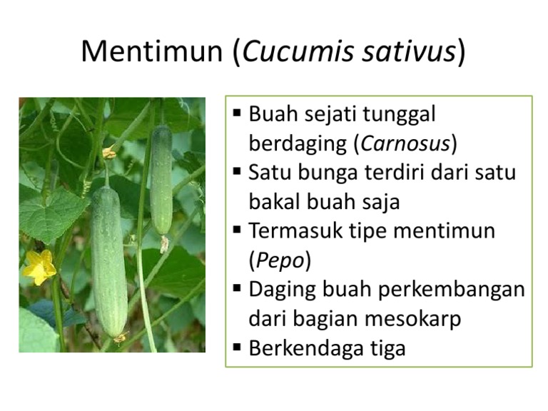 Morfologi Buah Mentimun (Cucumis Sativus) | PDF