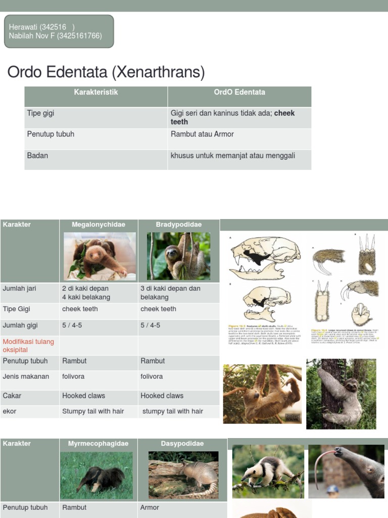Ordo Edentata (Xenarthra) | PDF