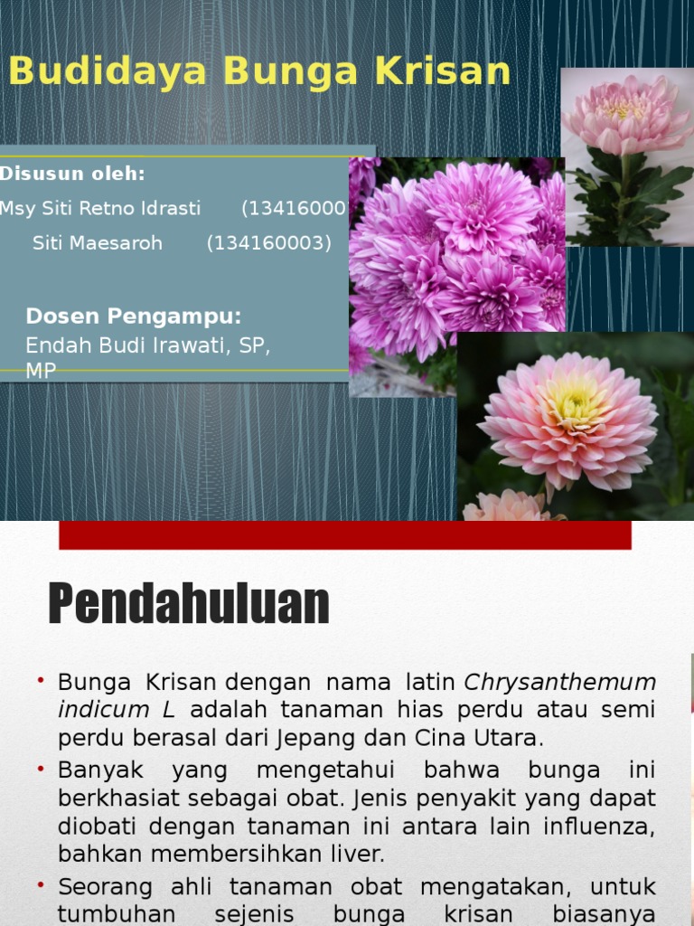 Budidaya Bunga Krisan | PDF
