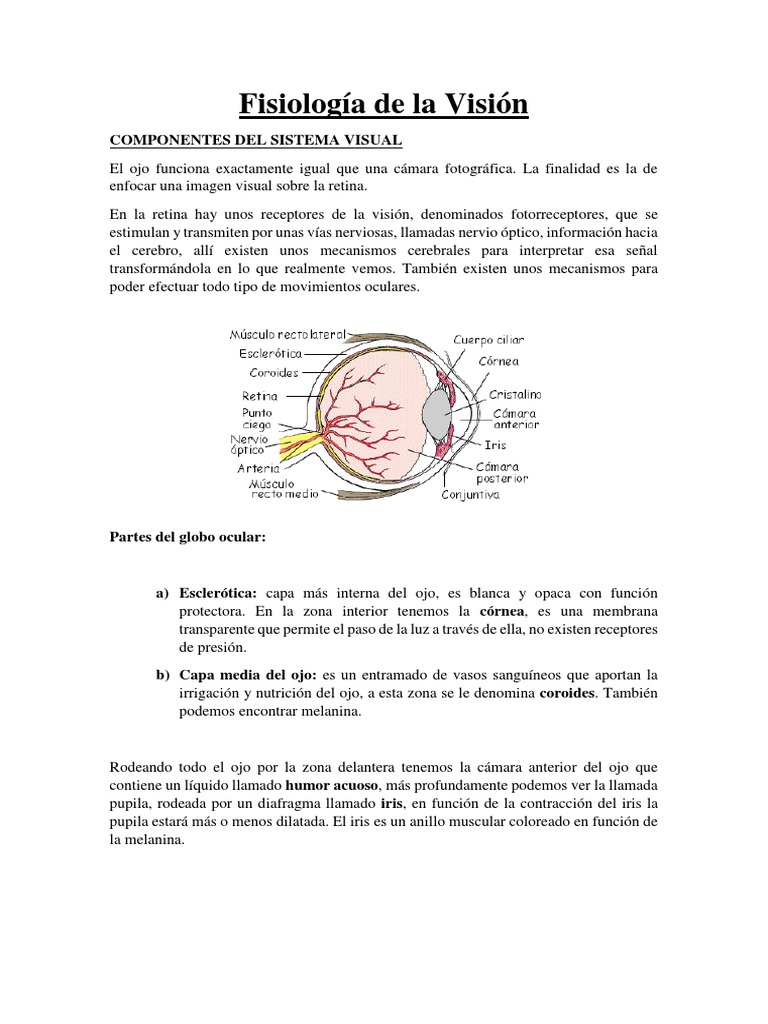 Fisiología de La Visión | PDF | Ojo humano | Percepción visual