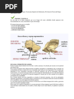 Celda Parotídea y Glandula Parotida RESUMEN | PDF ...