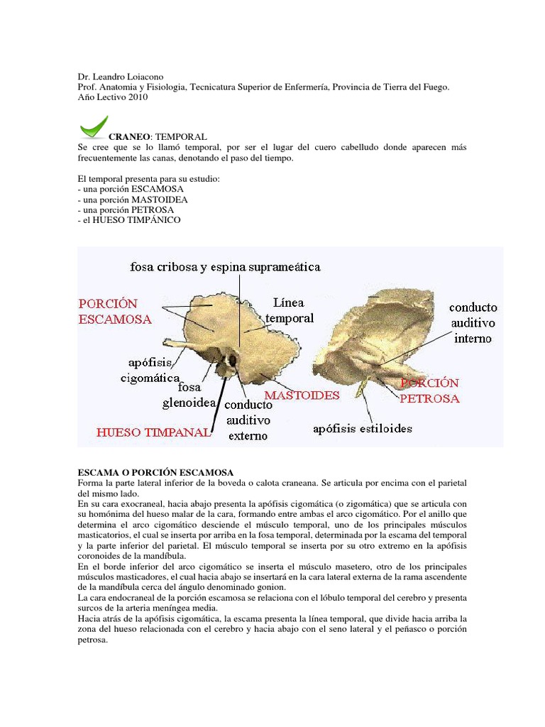 Temporal | PDF | Oído | Órganos sensoriales