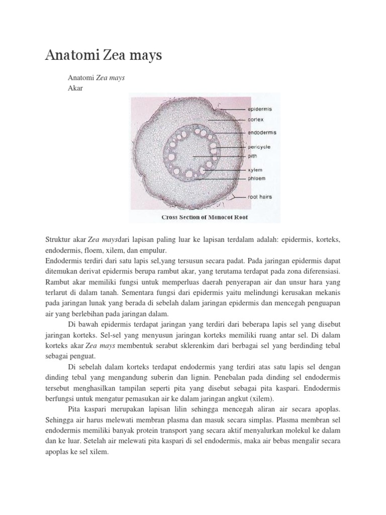 Anatomi Zea Mays | PDF