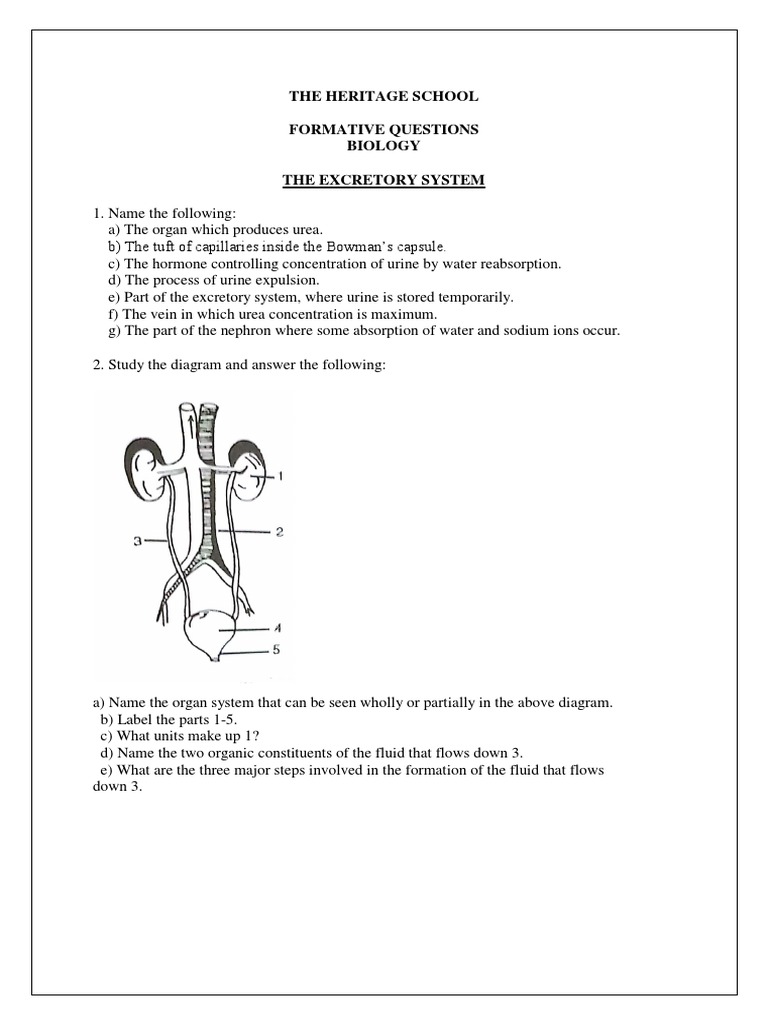 The Heritage School Formative Questions Biology The Excretory System ...