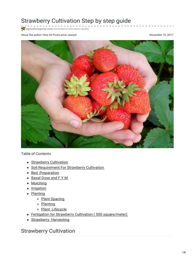 Strawberry Cultivation Step By Step Guide Pdf Strawberry Tillage