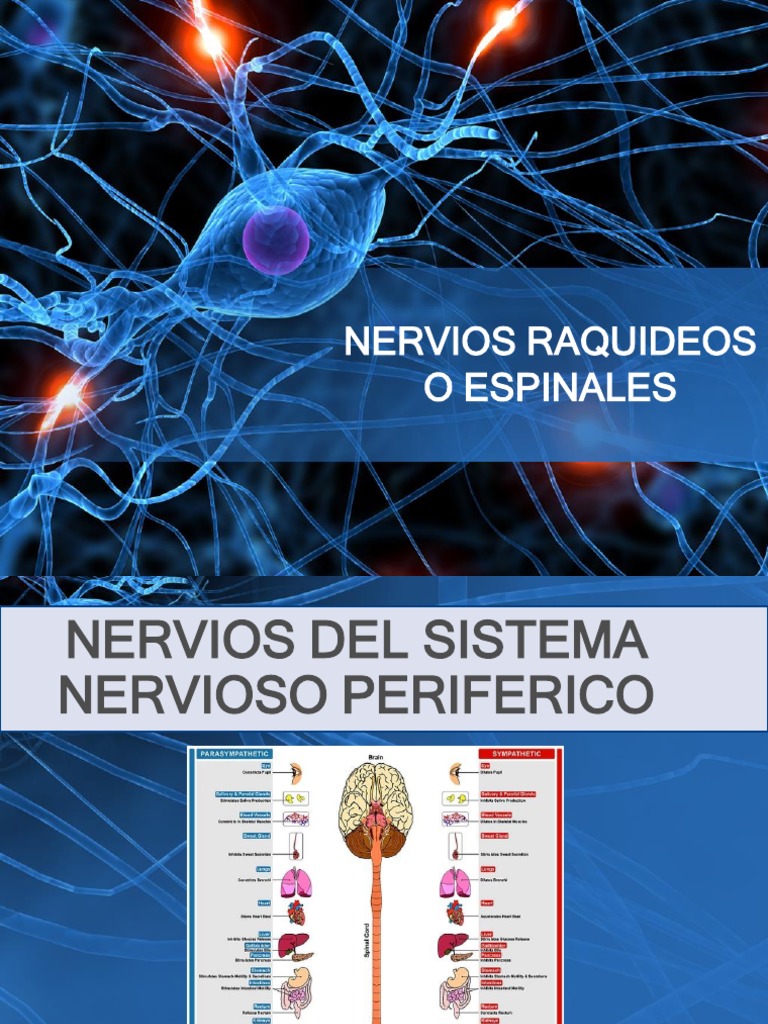 Nervios Raquideos | PDF | Médula espinal | Extremidades (anatomía)