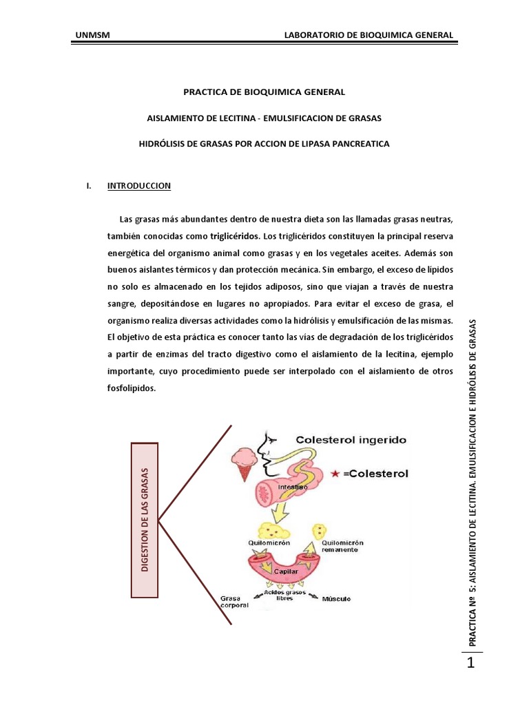 Bioquimica Practica N 5 | PDF | Lípido | Bilis