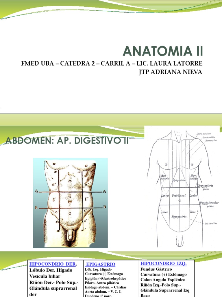 Topografía Abdominal y Enteroptosis | PDF | Hígado | Intestino grueso