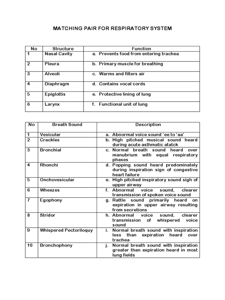Matching Pair For Respiratory System | PDF | Human Digestive System ...