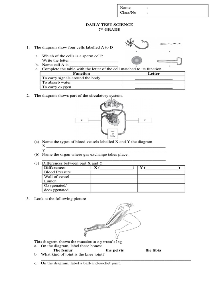 Cell Functions, Circulatory System Components, Muscle and Bone Anatomy ...