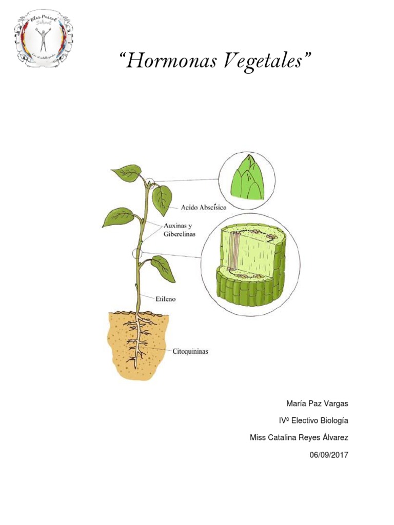 Auxinas | PDF | Auxina | Hormona Vegetal
