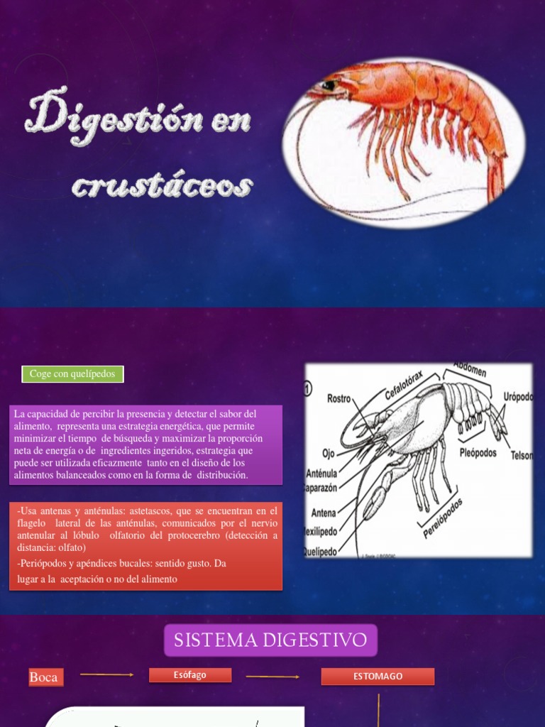 Digestión en Crustáceos | PDF