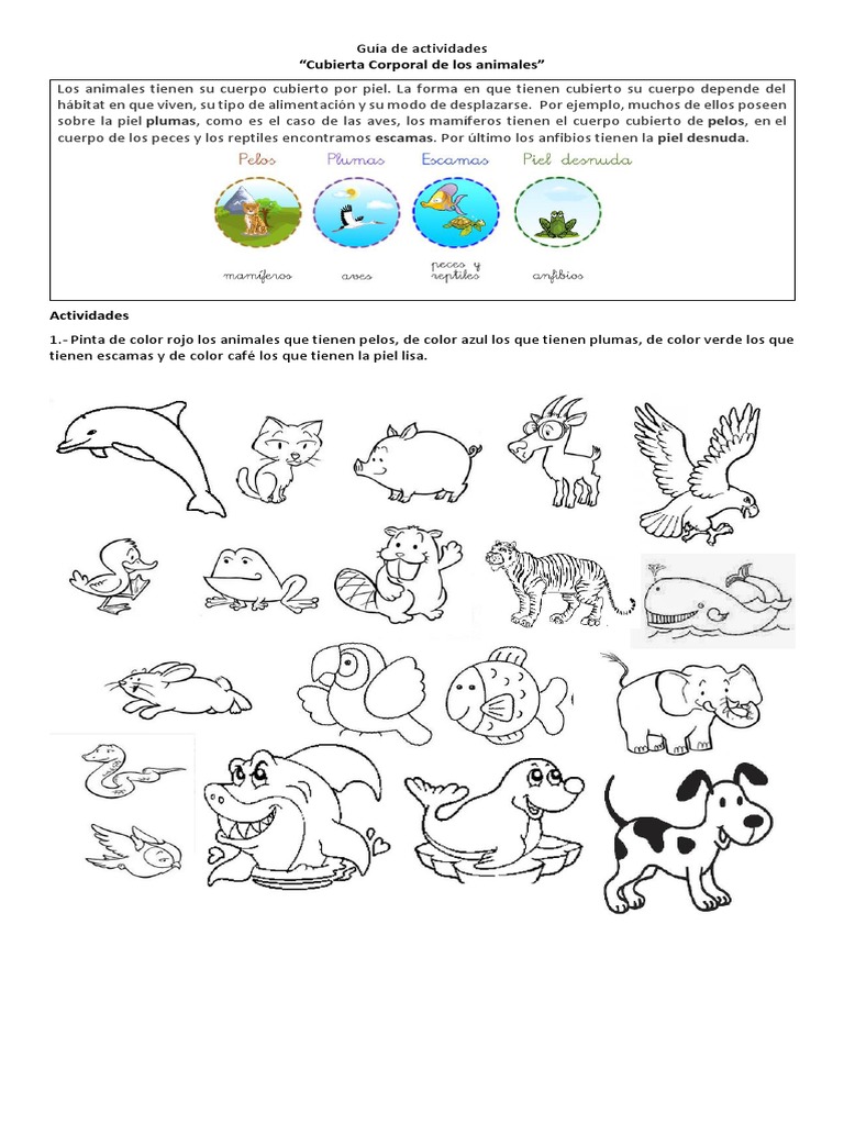 Actividades sobre Cubierta Corporal Animal | PDF