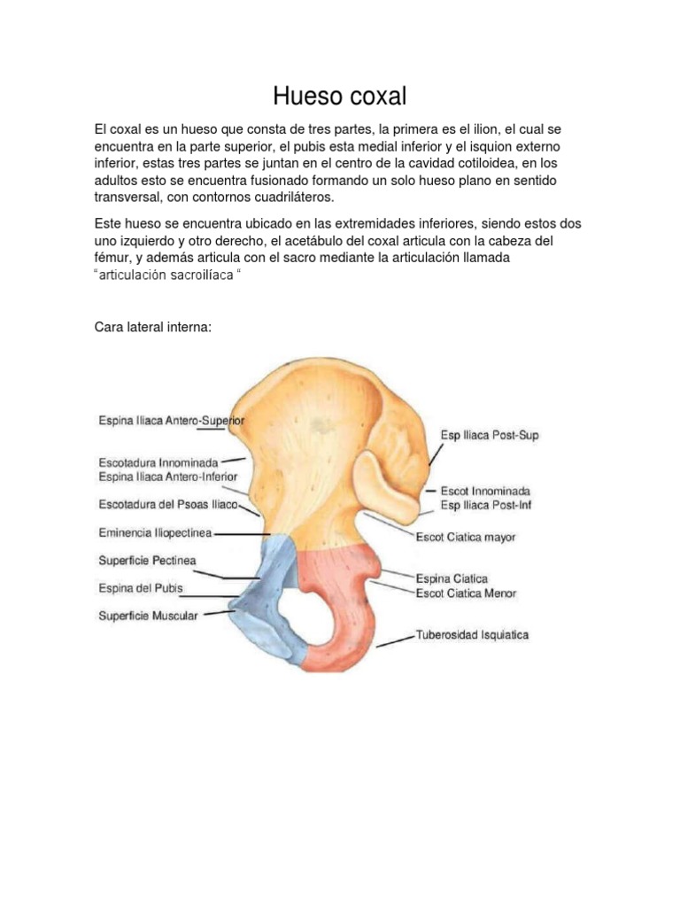 Hueso Coxal | PDF | Anatomía del miembro inferior | Extremidades (anatomía)