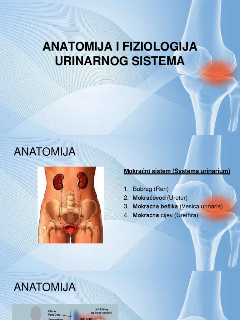 Anatomija II | PDF