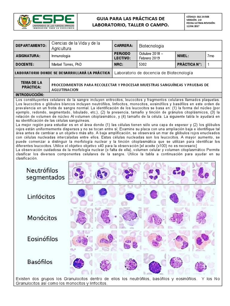 Identificación de Celulas Sanguineas | PDF | Glóbulo branco | Sangue