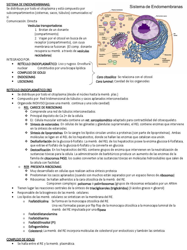 Sistema de Endomembranas | Retículo endoplásmico | Lisosoma