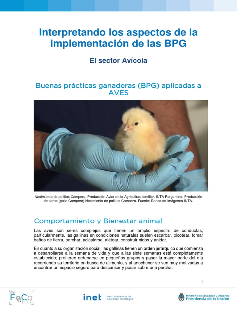 Implementación de BPG en avicultura y bienestar animal | PDF ...
