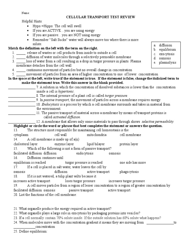 Cellular Transport Study Guide PDF | PDF | Osmosis | Cell Membrane