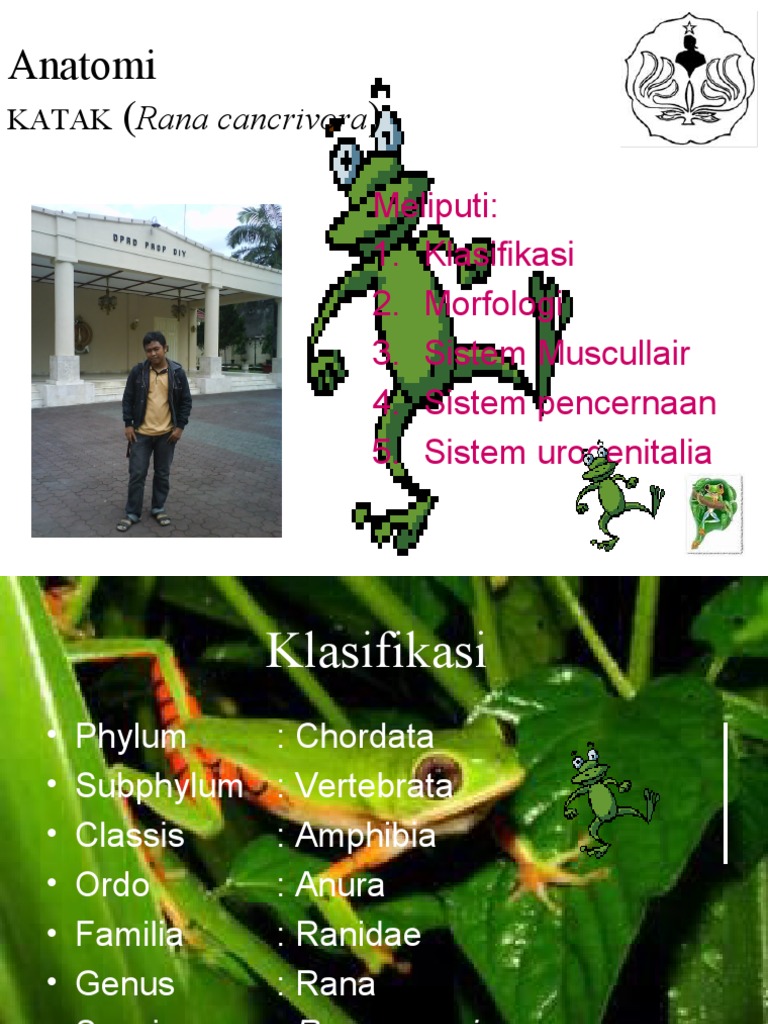 Anatomi Katak | PDF
