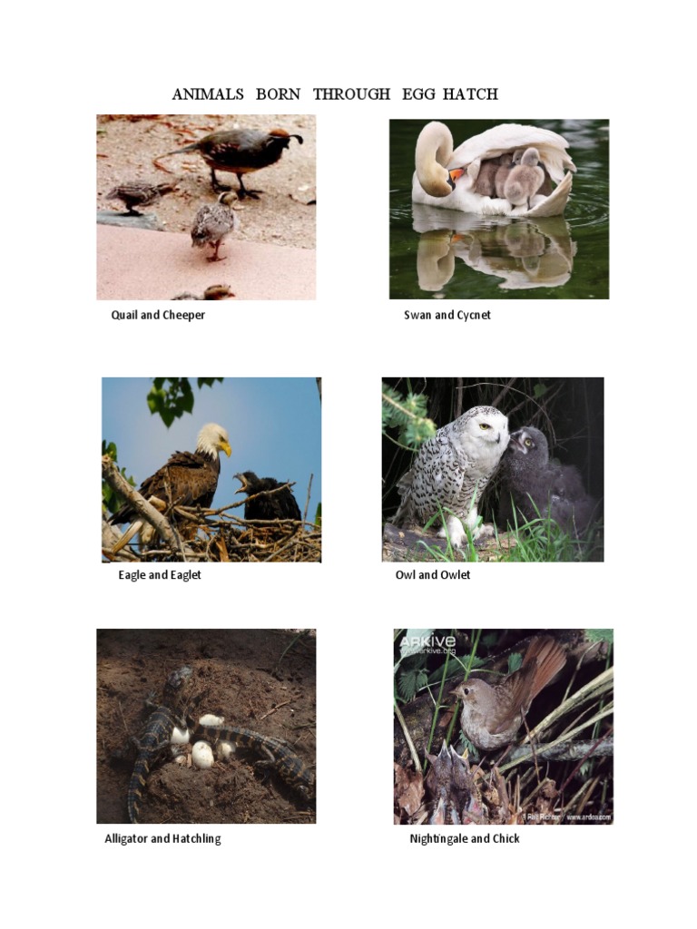 Animals Born Through Egg Hatch | PDF | Science & Mathematics
