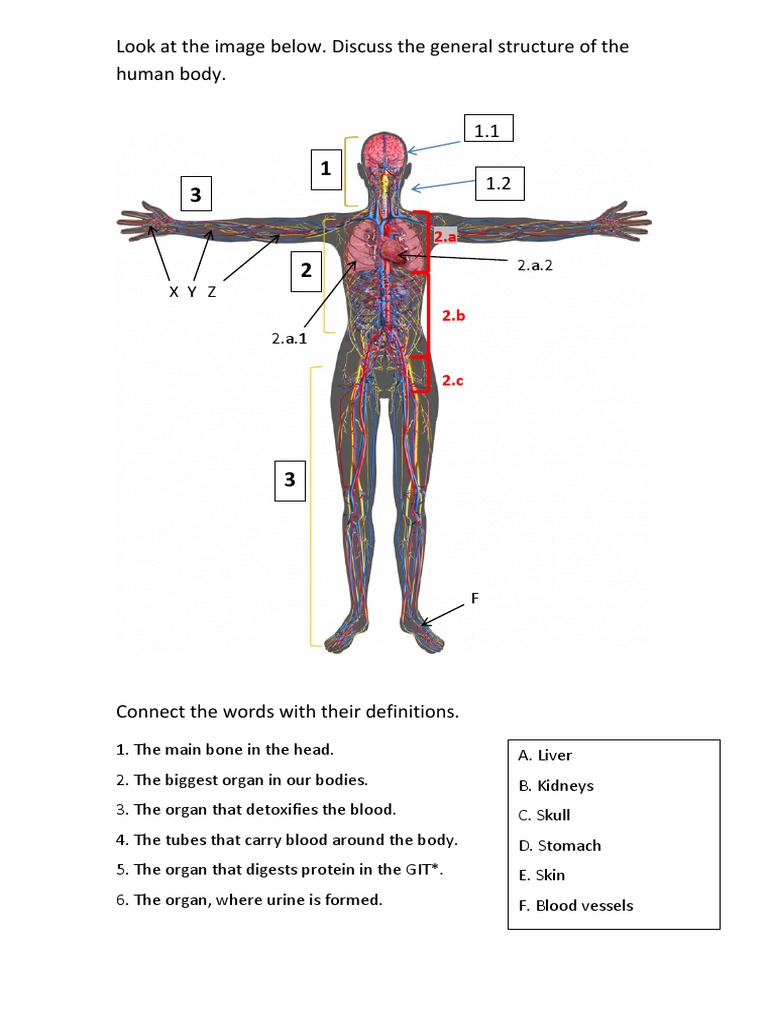 1 - General Anatomy | PDF