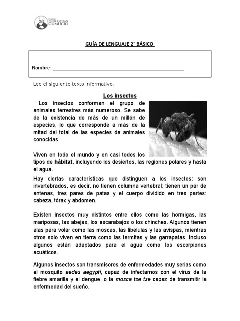 Ficha de Comprension | PDF | Insectos | Hormiga