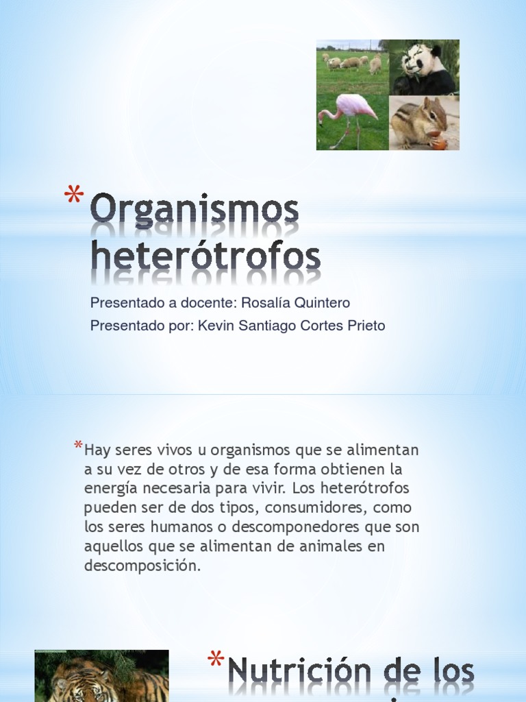 Organismos Heterótrofos | PDF