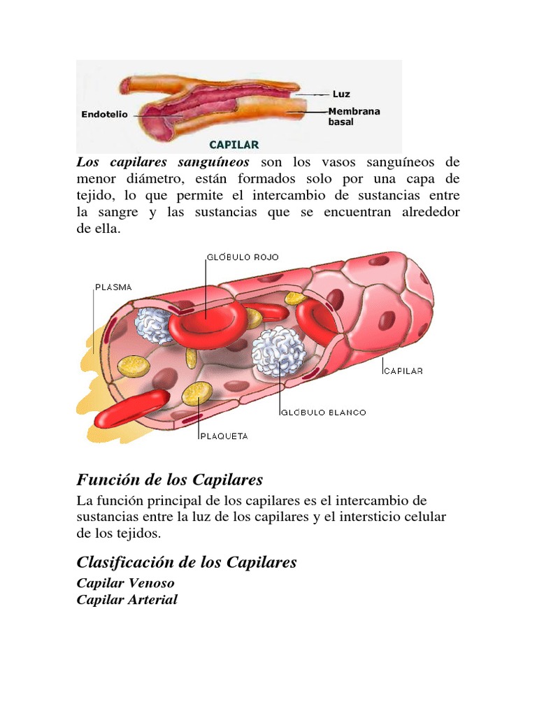 Los Capilares Sanguíneos Son Los Vasos Sanguíneos de Menor Diámetro ...