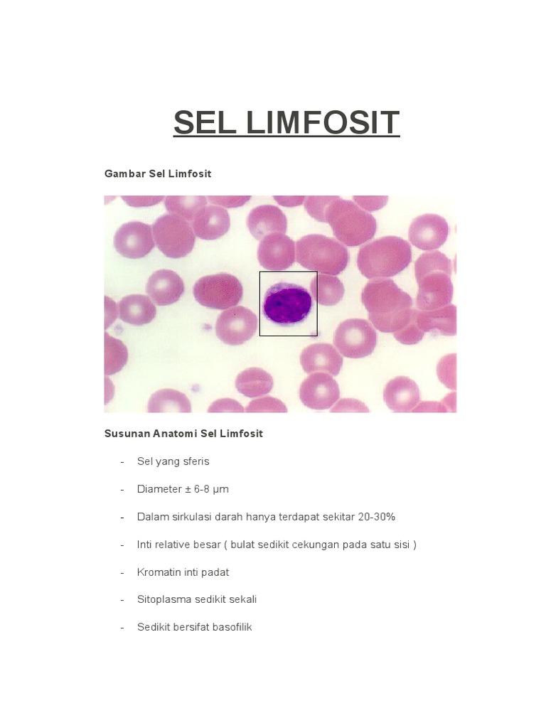 Limfosit | PDF
