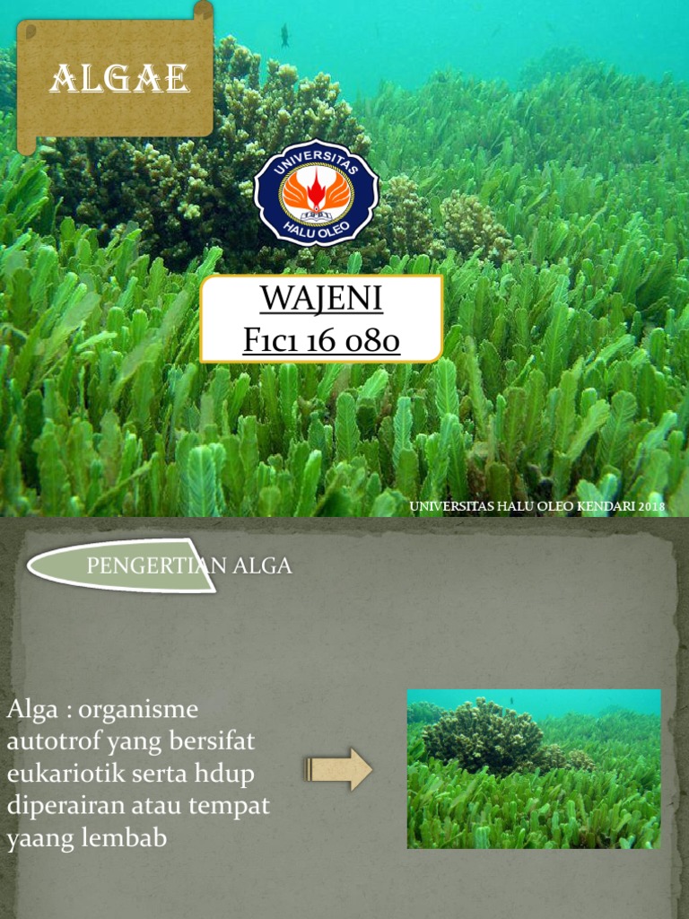 Metabolisme Alga | PDF