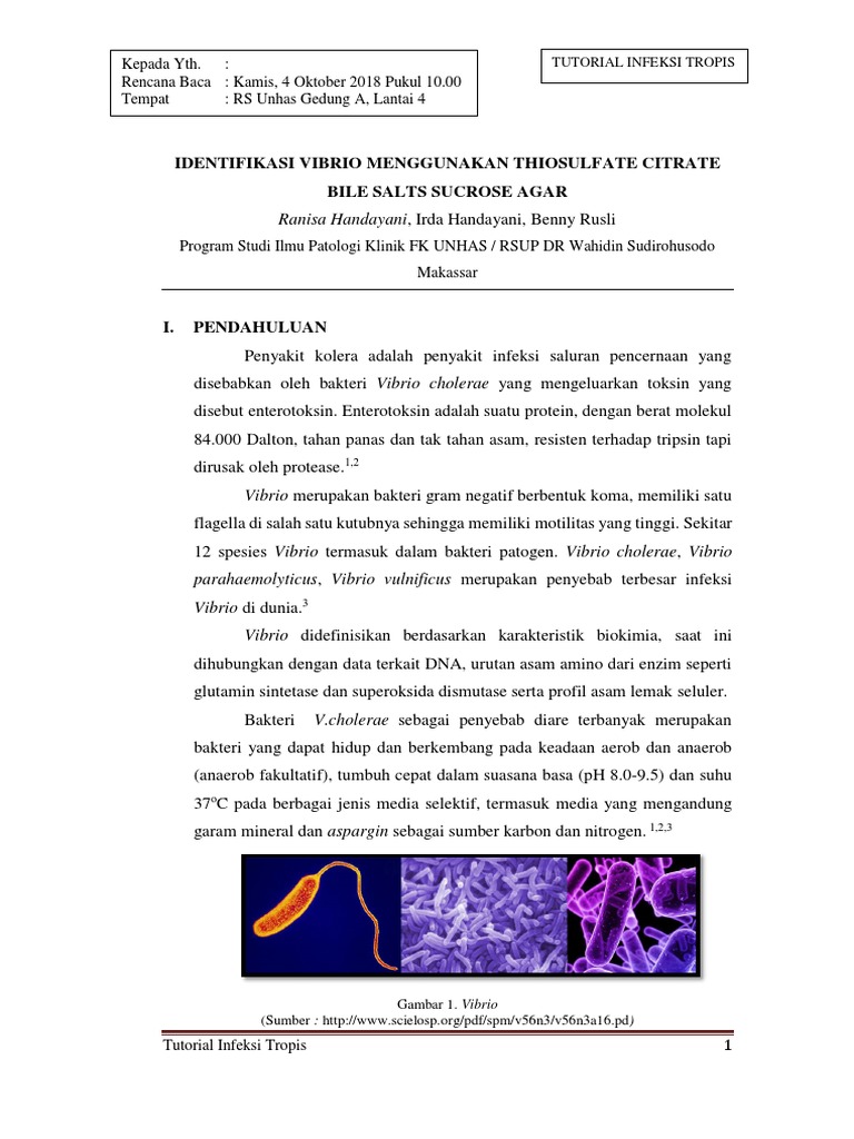 Identifikasi Vibrio Menggunakan TCBS Agar | PDF