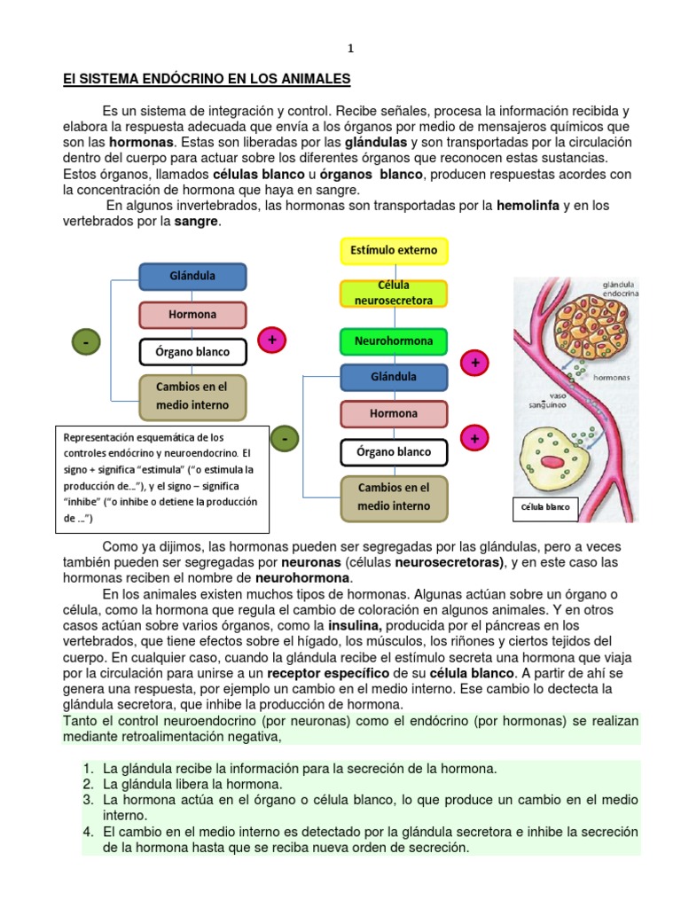 El SISTEMA ENDÒCRINO EN LOS ANIMALES | PDF | Hormona | Larva