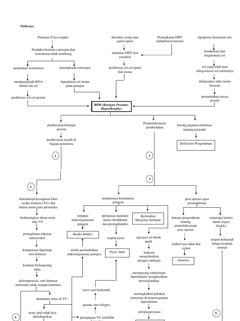 Pathway BPH | PDF