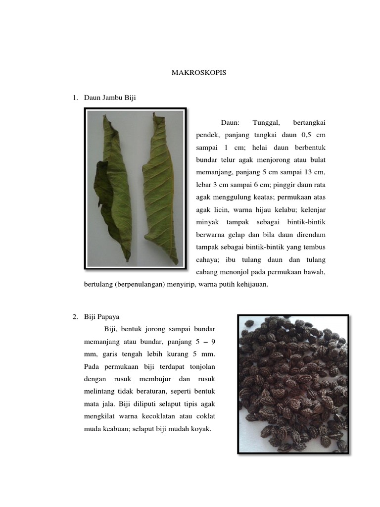 Simplisia Daun Jambu Biji Dan Biji Pepaya | PDF