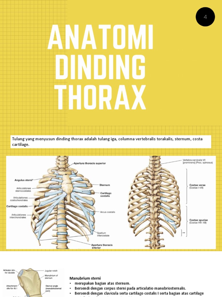 Anatomi Dinding Thorax Manusia | PDF