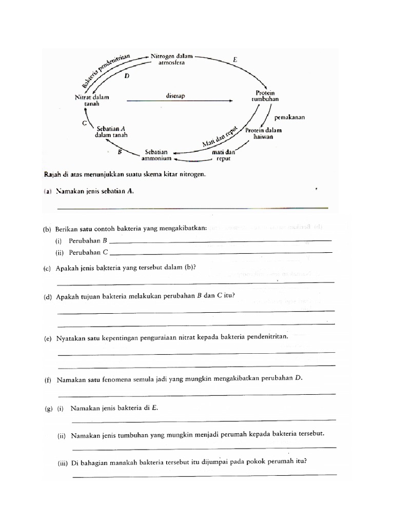 Latihan Kitar Nitrogen | PDF