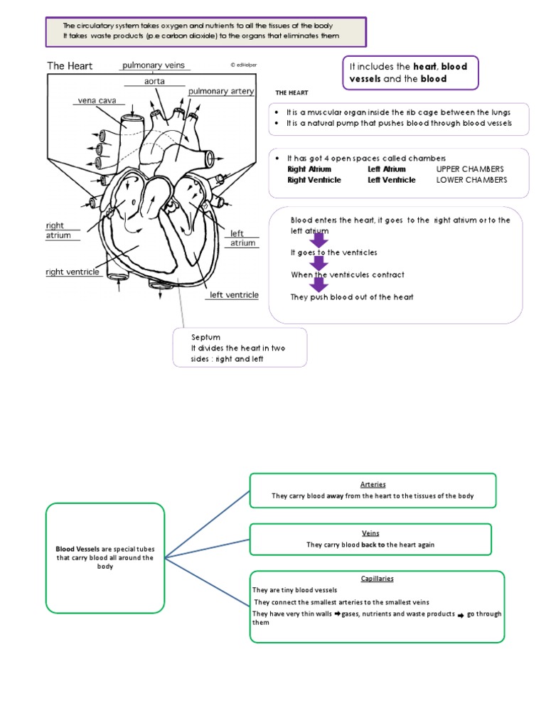 Circulatory Excretory Systems Mind Map | Blood | Circulatory System