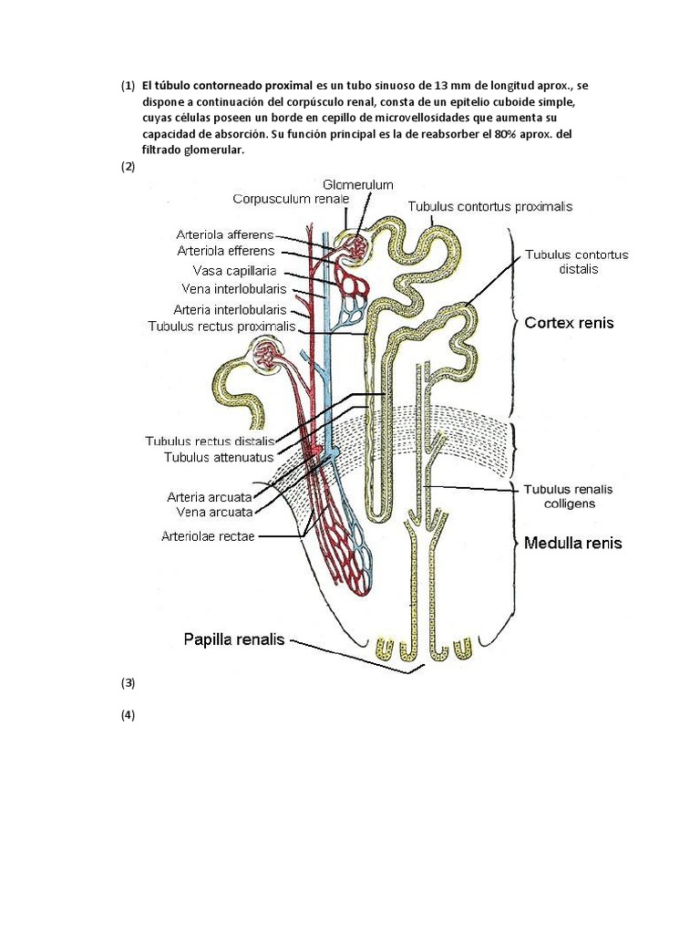 Función y Estructura del Túbulo Proximal | PDF | Anatomía | Anatomia animal