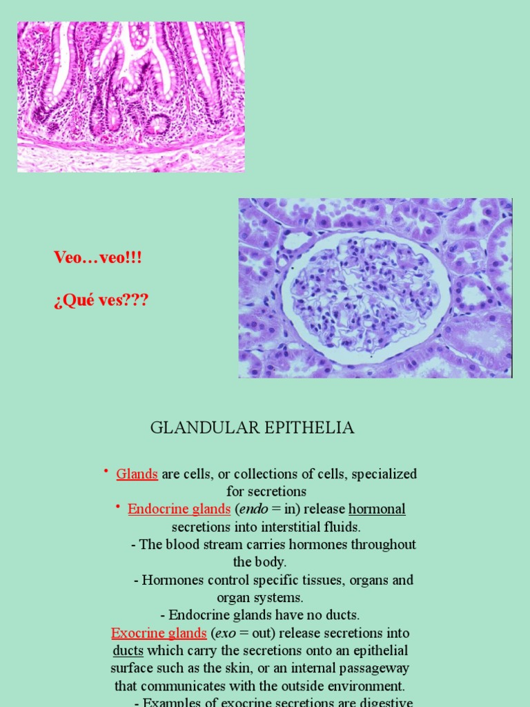Types of Endocrine and Exocrine Glands | PDF