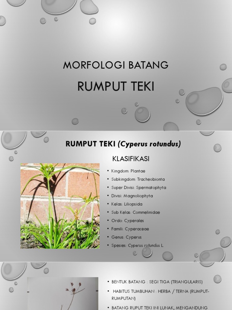 Morfologi Batang Rumput Teki