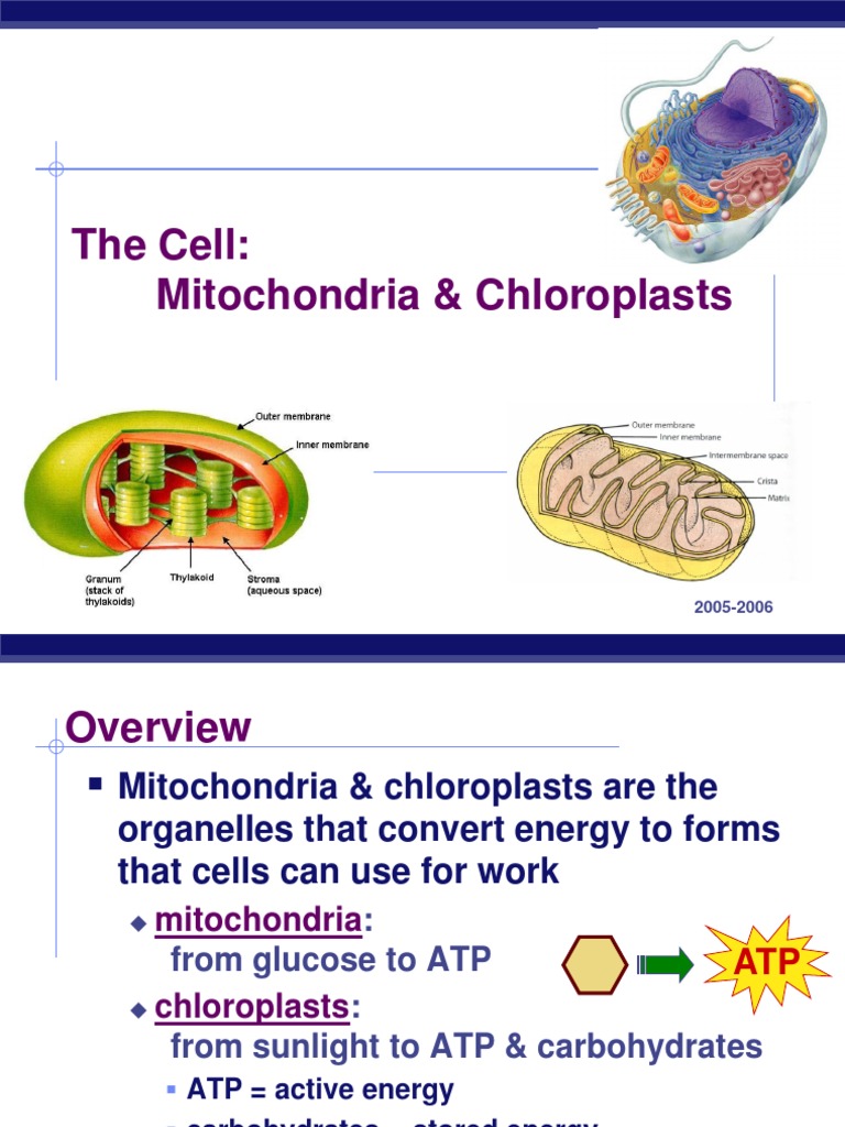 Mitochondria and Chloroplasts | PDF | Chloroplast | Mitochondrion