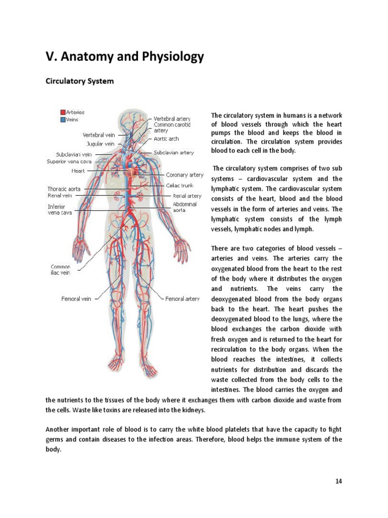 Anatomy and Physiology - Dengue Fever | PDF | Heart | Circulatory System
