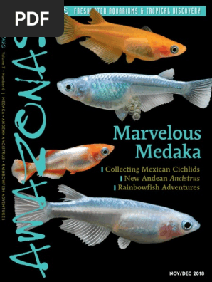 Prints Lithographs tropical fish print fish specimen chart 1950s chart ...