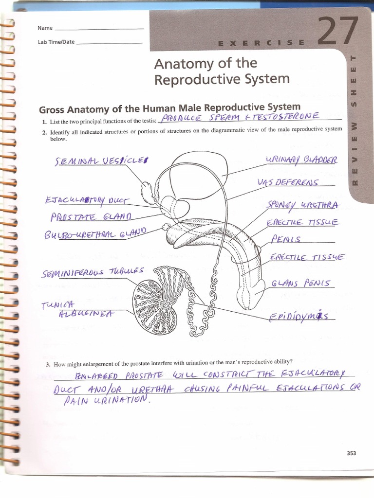 Lab Ex. 27 Review Sheet Answers0001 | PDF