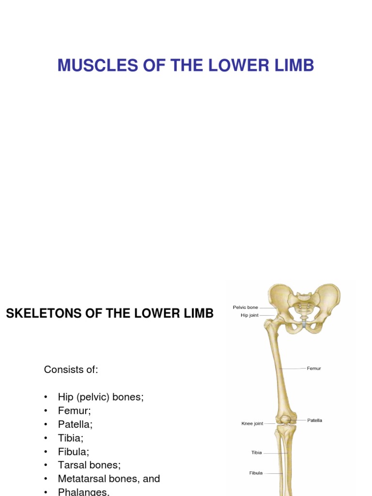 Muscles of Lower Limb | PDF | Foot | Ankle