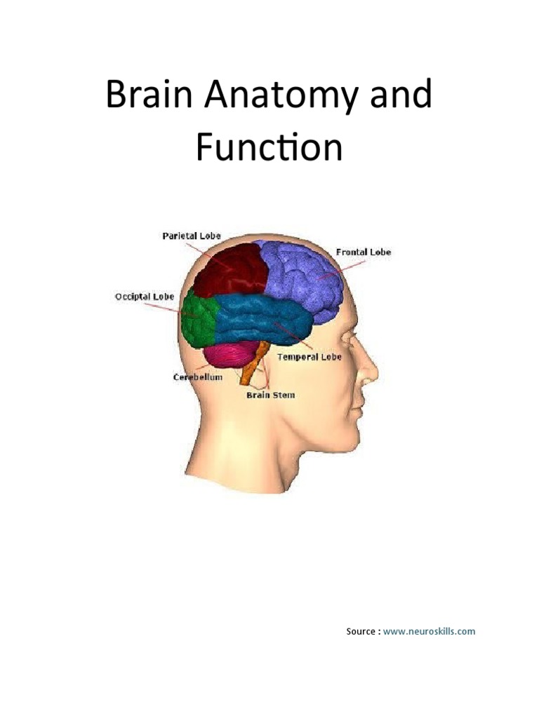Brain Anatomy and Function | PDF | Nervous System | Perception