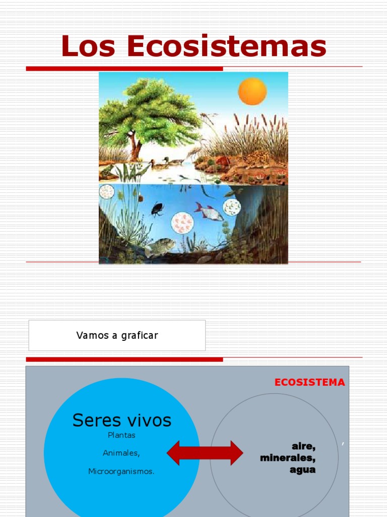 Esquemas y Gráficos de Ecosistemas | PDF | Ecosistema | Los bosques