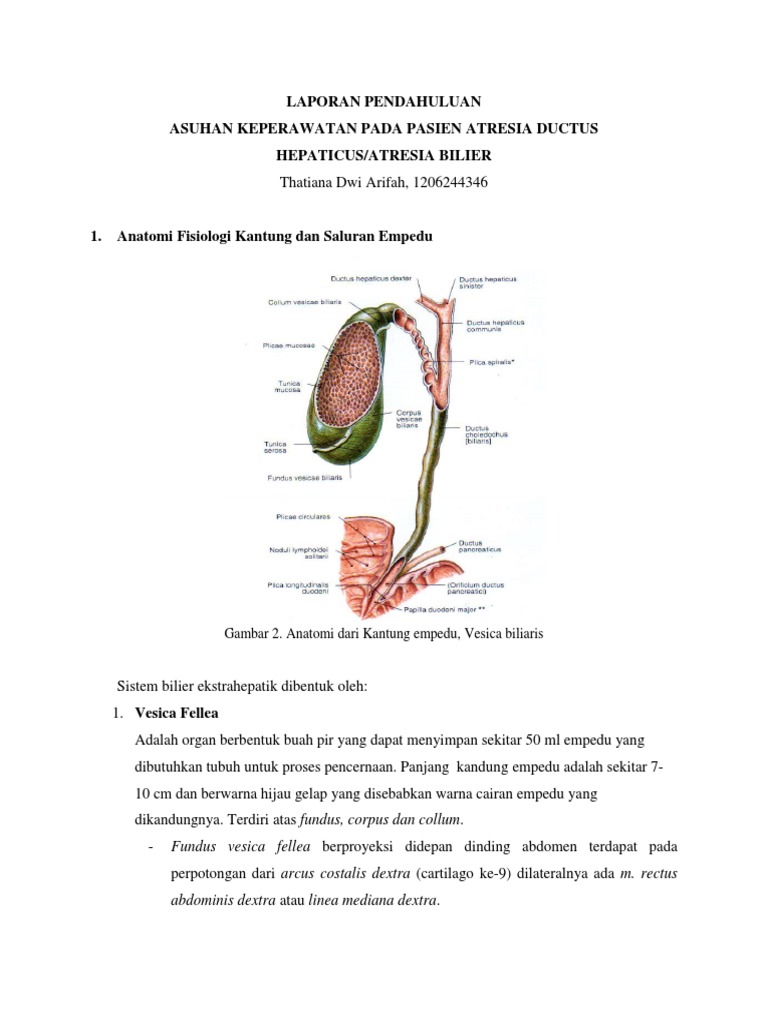 LP Atresia Bilier | PDF